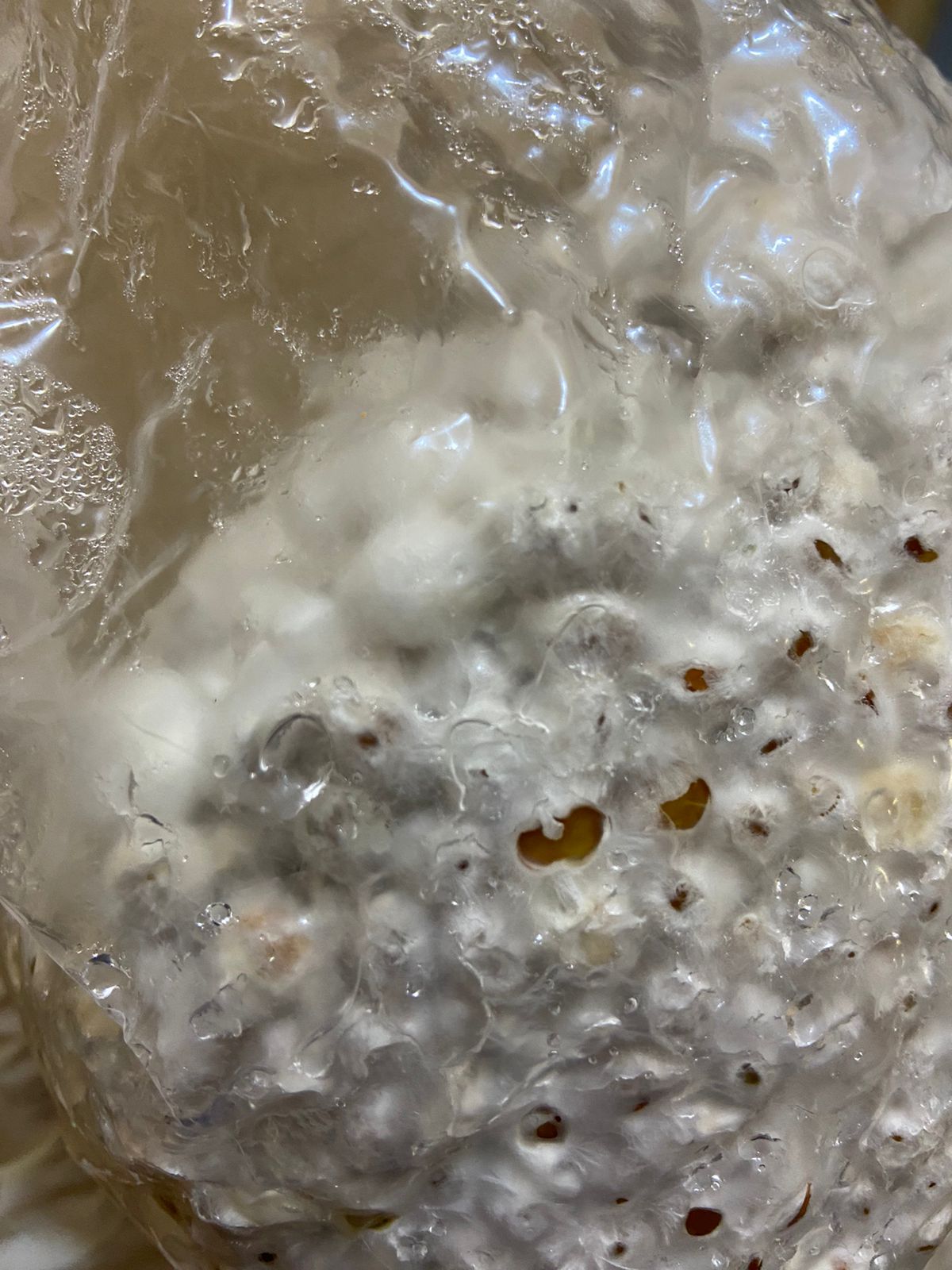 Fully Colonized Grain Bags – Magic Mushrooms Jamaica